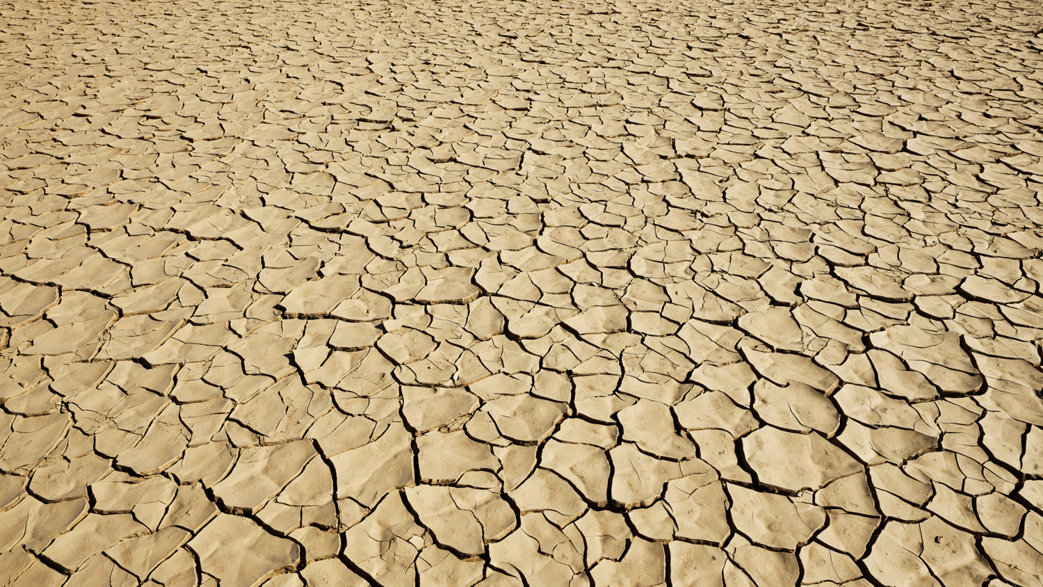 Collections – JIN-WOO PRENSENA PHOTOGRAPHY